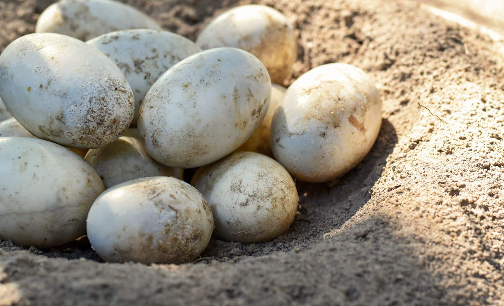 Eggshells From Ancient Crocs Reveal How They Pounced Like Leopards—From ...