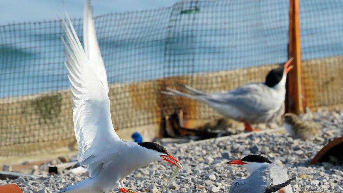 Los casos de gripe aviar en Cantabria se elevan a cuatro tras ...