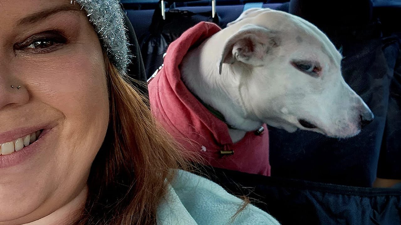 No one warned me about these funny dog attitudes