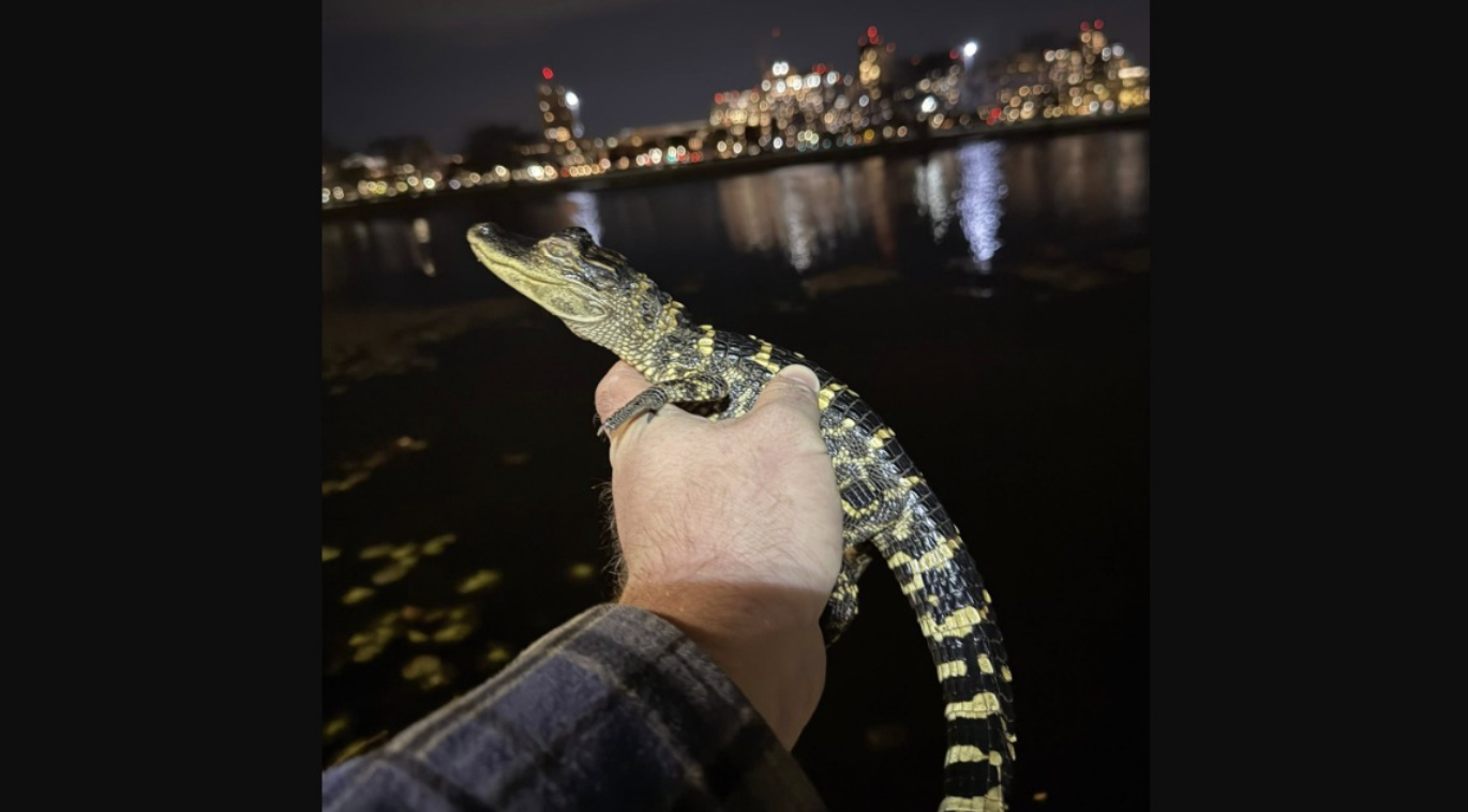 Heroic Rescue: Small Alligator Saved from Frigid Charles River in Boston
