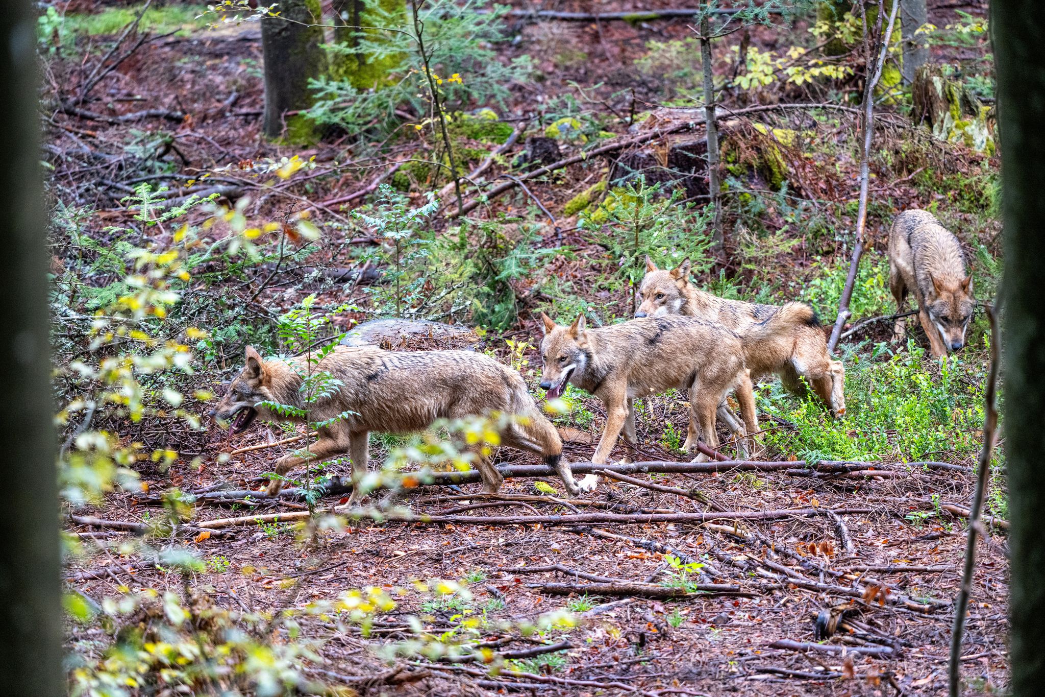 Weniger Wölfe in Bayern