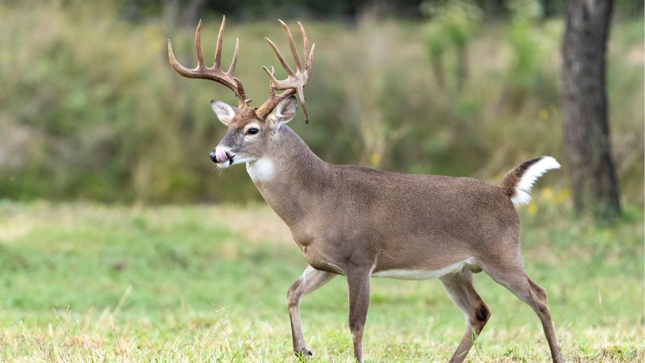 The best rifles for thick-skinned southern deer