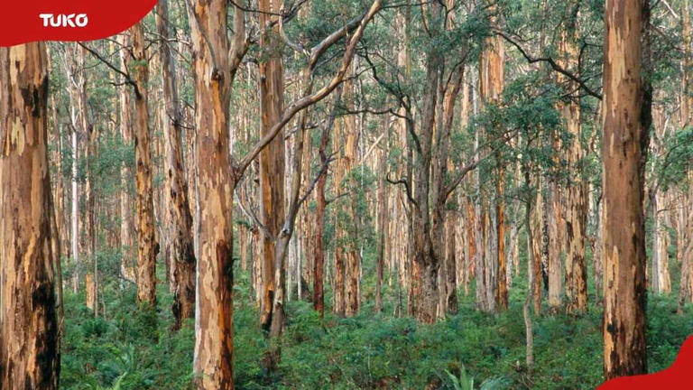 Court prohibits planting eucalyptus trees near wetlands, orders govt to ...
