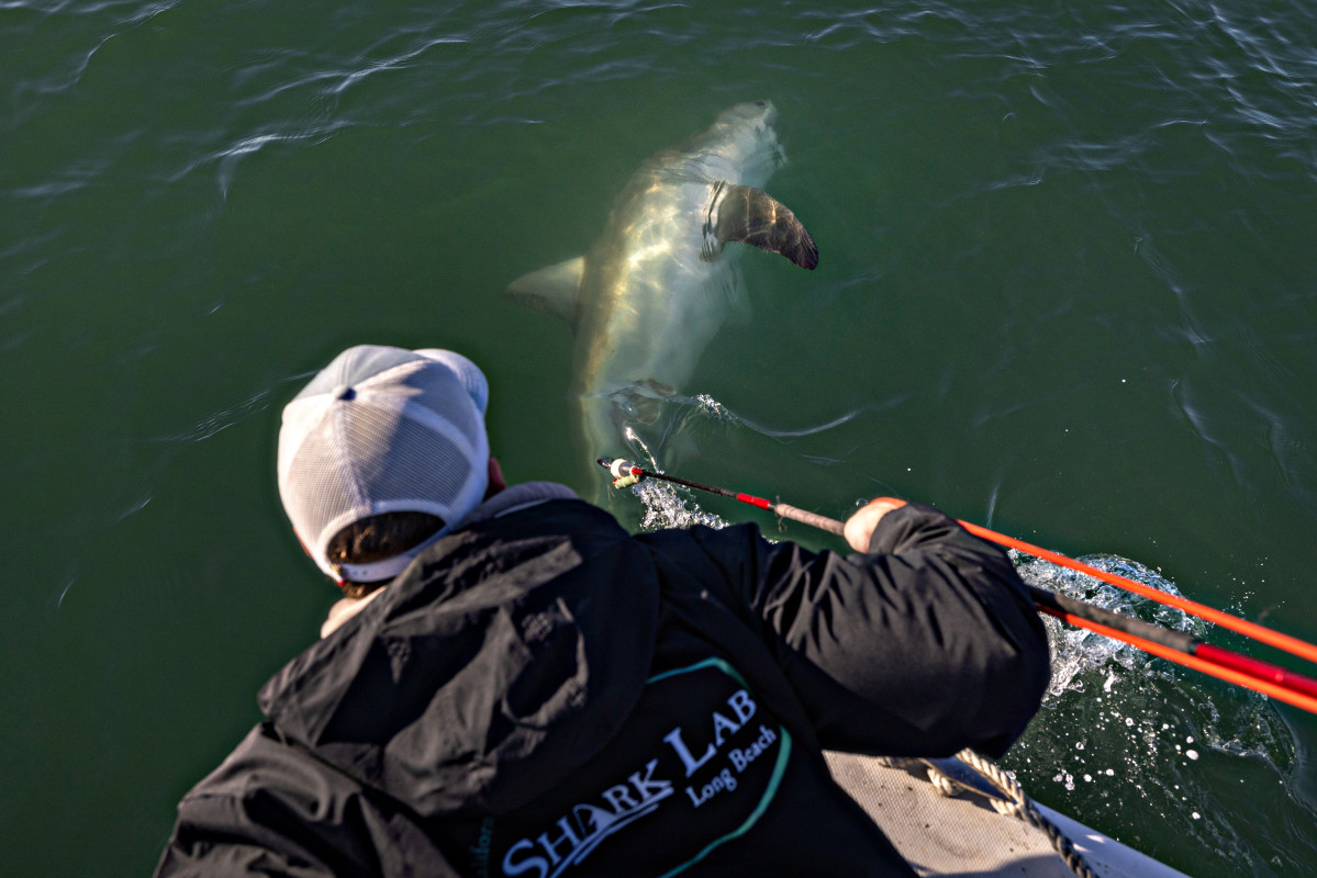 Largest Great White on Record Is Back in U.S. Waters and on the Move