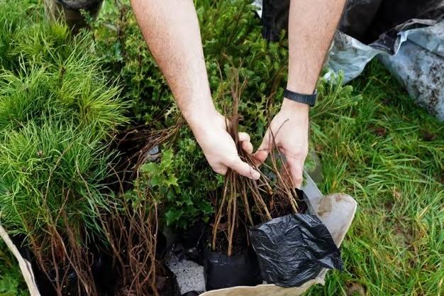 Here's how you can get a FREE tree from Wakefield Council