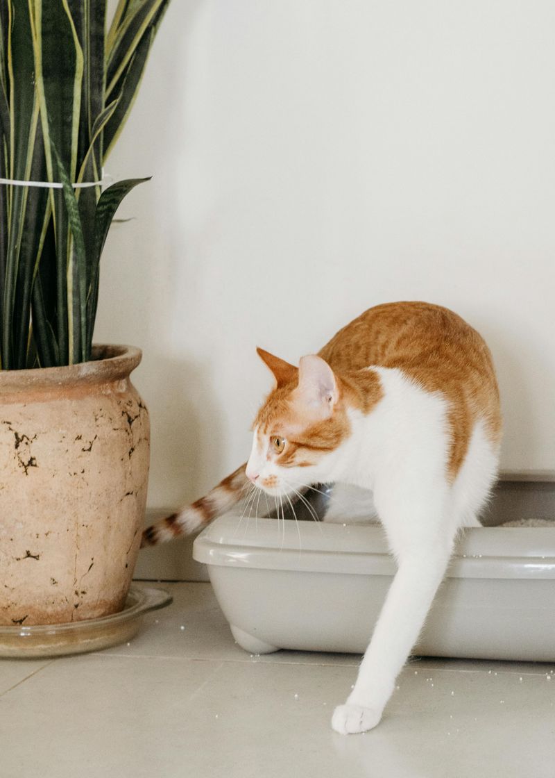These 10 Signs Will Tell You If Your Cat’s Life Is Deteriorating
