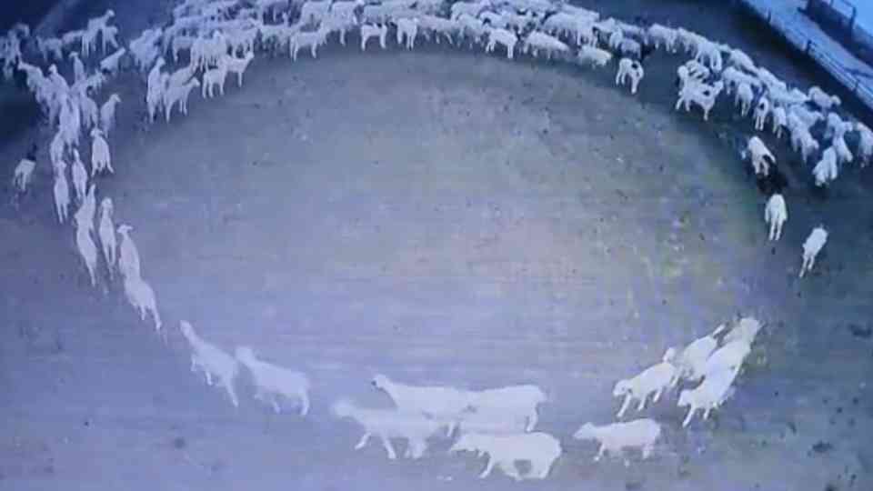 The Sheep Loop That Baffled Farmers for Days