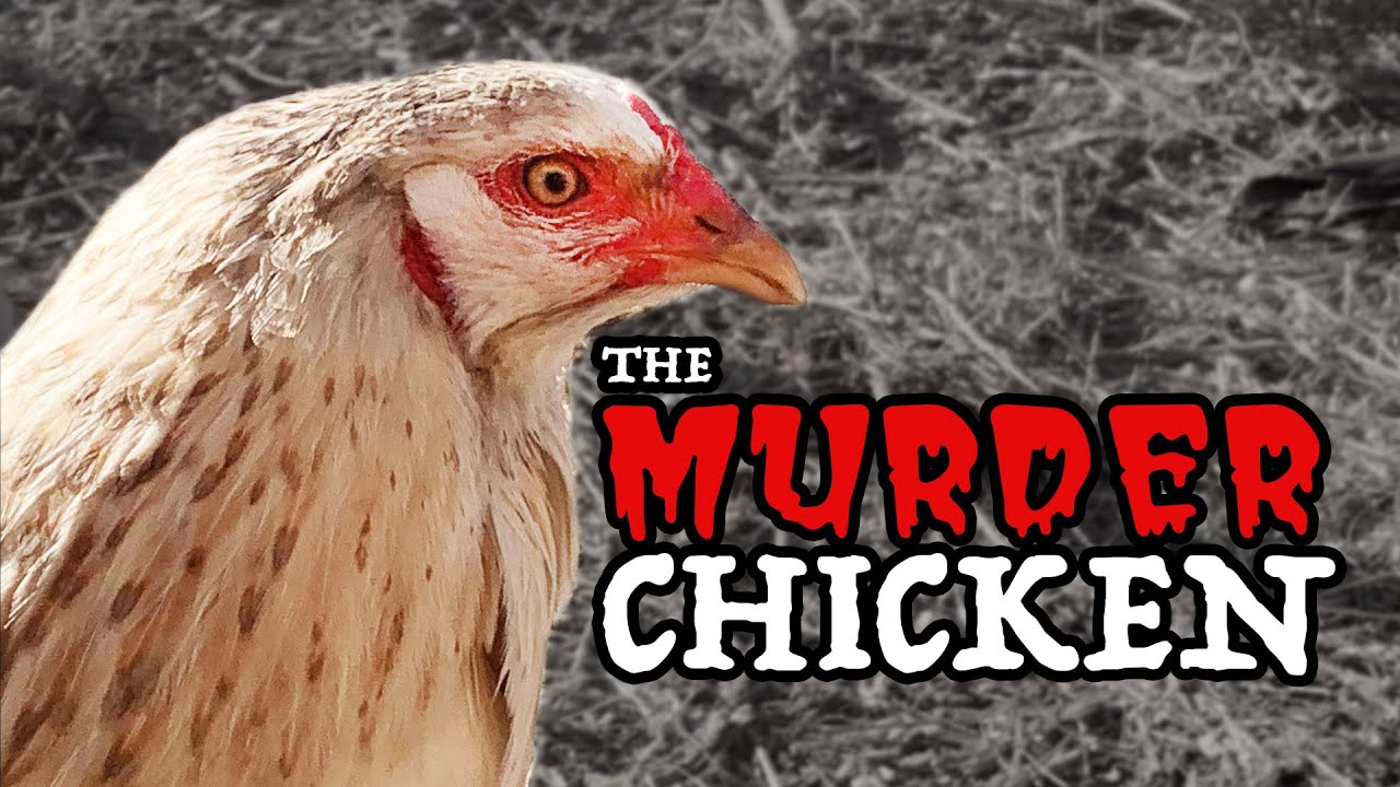 The Life and Story of Margie the Murder Chicken