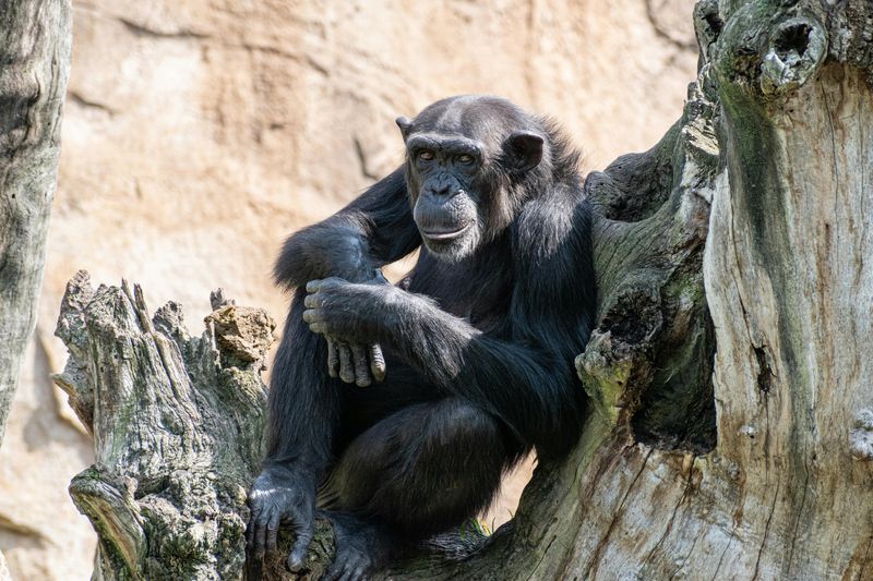 Move Over Hyenas, These Animals Also Laugh