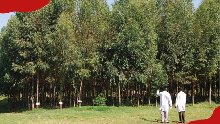 Court prohibits planting eucalyptus trees near wetlands, orders govt to ...