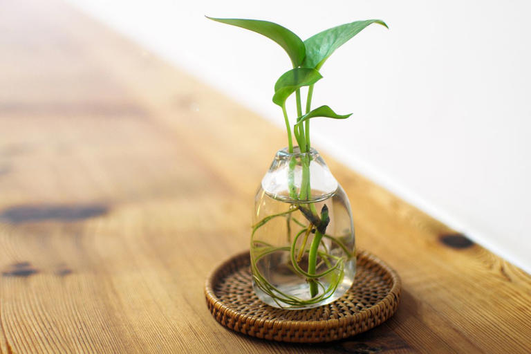 3 Ways to Propagate a Pothos Plant