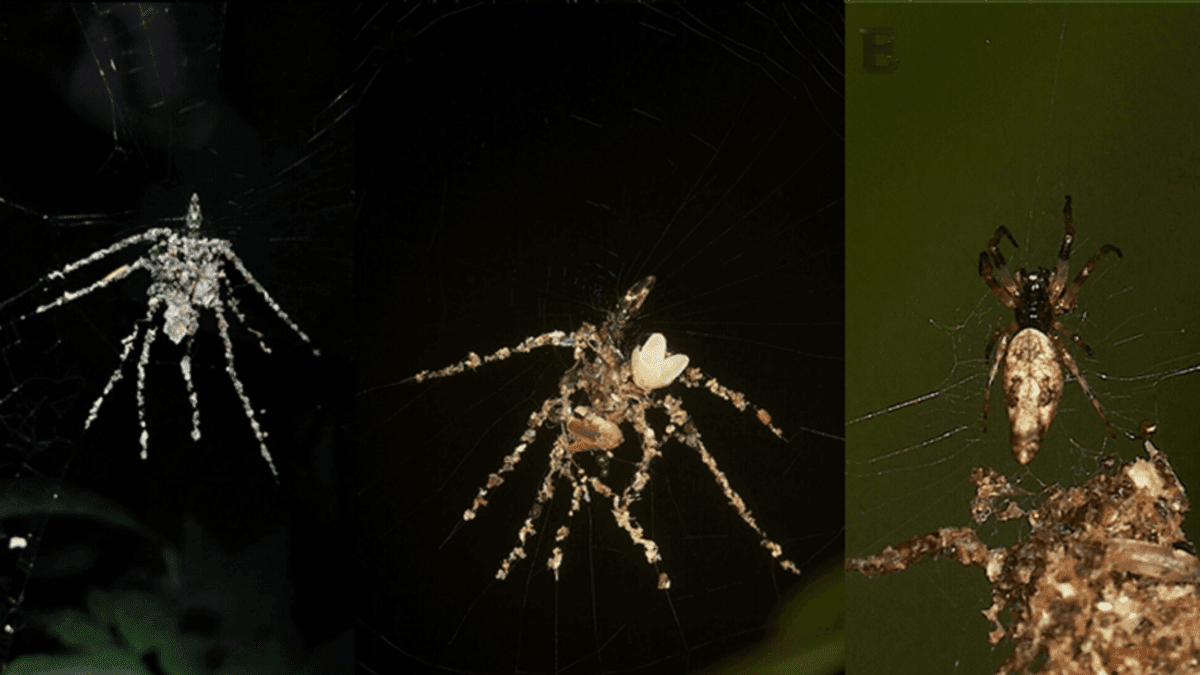 Spiders Make “Scarecrows” Of Bigger Spiders Out Of Silk And Debris To ...