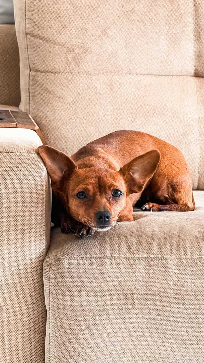 12 Small Dog Breeds with Big Dog Attitudes