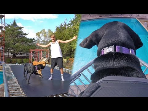 A day in the life of my dogs via GoPro POV
