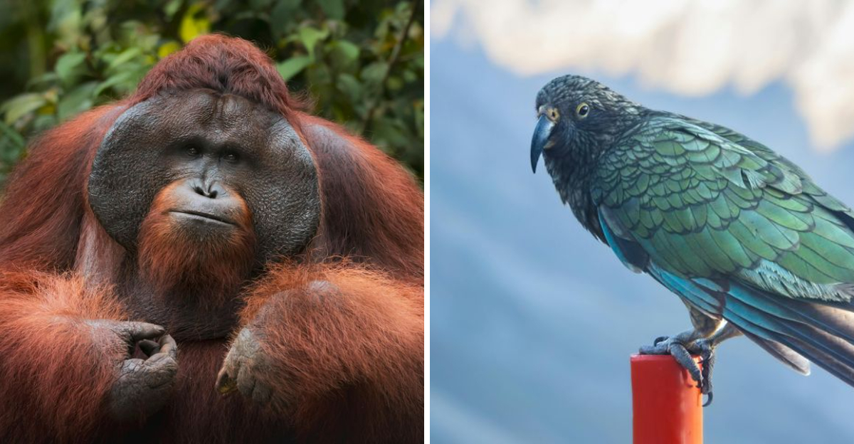 Move Over Hyenas, These Animals Also Laugh
