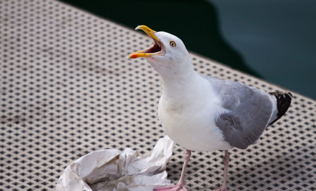 Tired of Seagulls? Try Yelling at Them