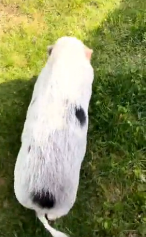 Random Rainbow Zoomies — Too Cute to Handle!