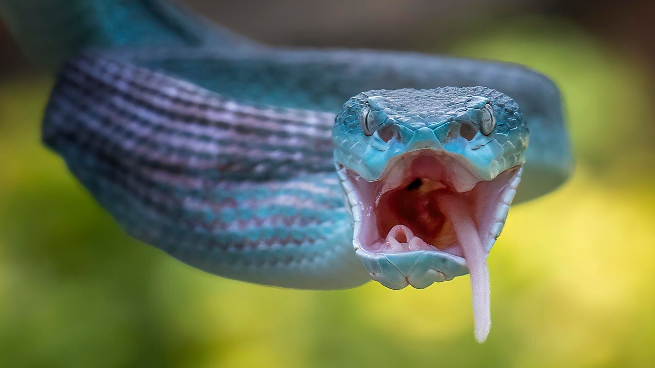 Researchers find an unusual new snake on a remote island