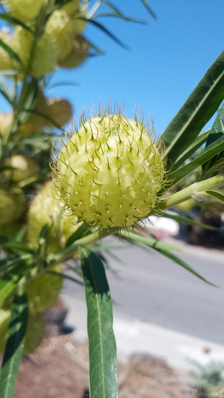 Flowers, Flowers & More Flowers: Photos Of The Day