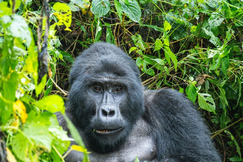 Move Over Hyenas, These Animals Also Laugh