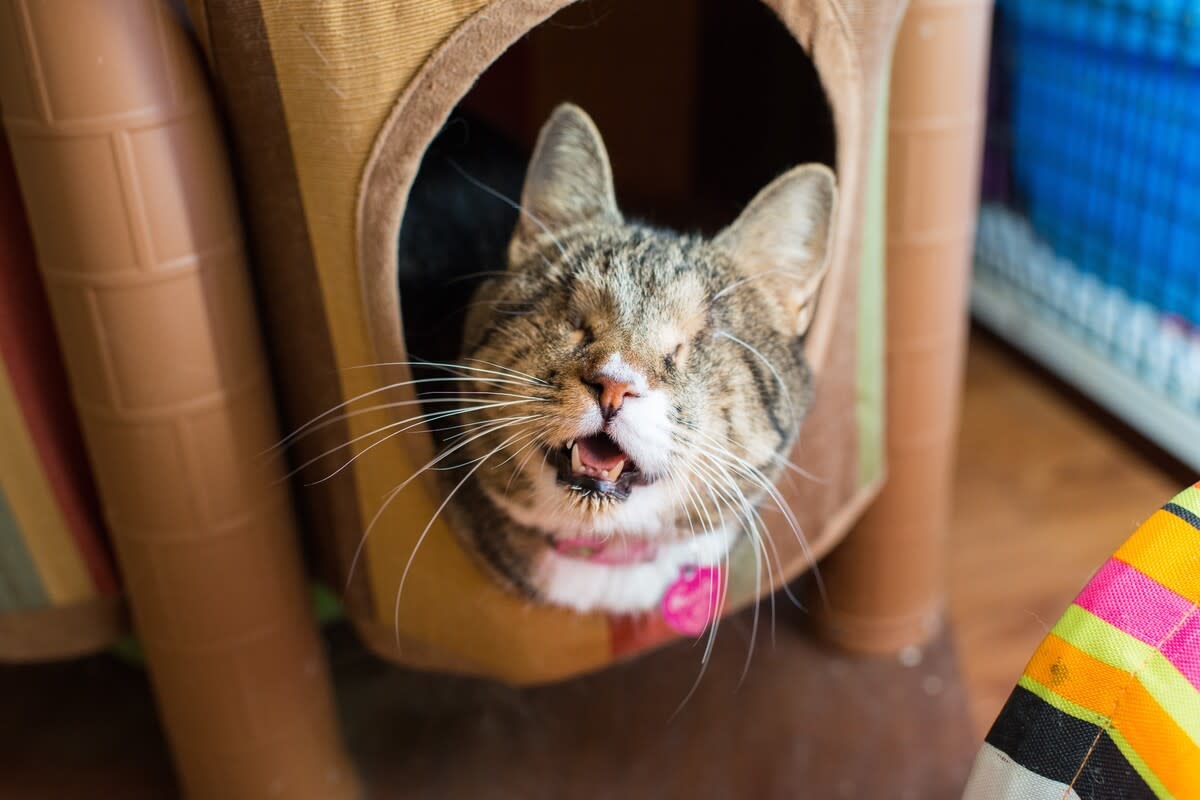 Blind Cat Teaching Herself How To Play Fetch Has People in Their Feelings