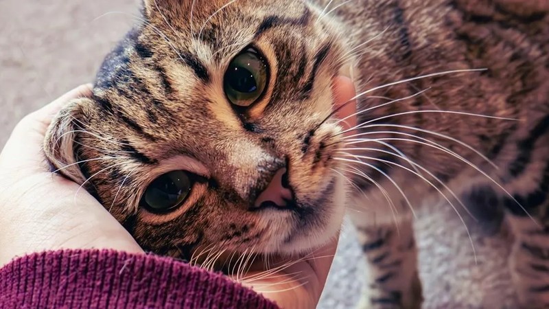 Do you speak cat? Take the quiz