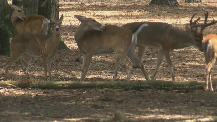 The Ohio State Highway Patrol warns drivers of increased deer-related ...