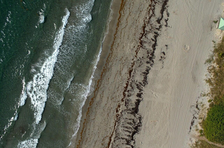 Drones map loggerhead sea turtle nesting site hotspots
