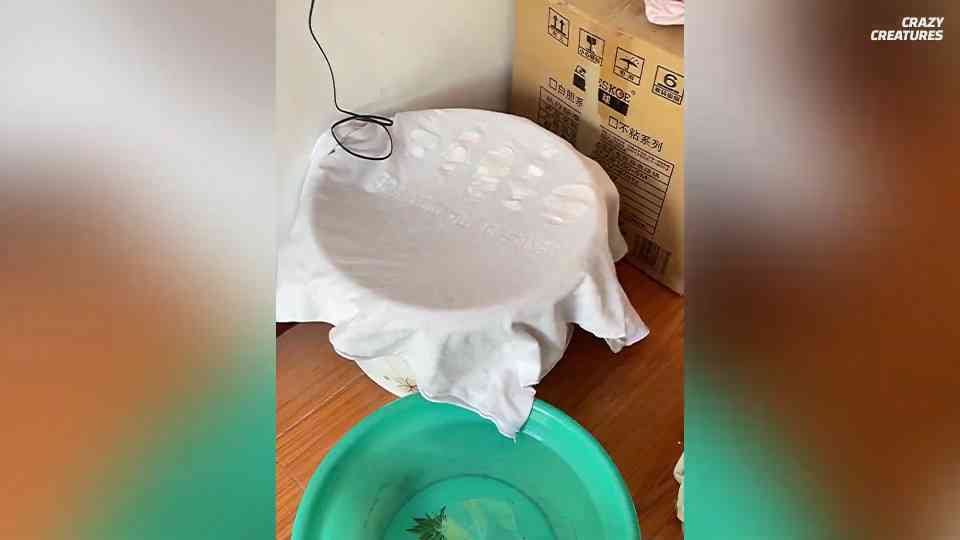 A Baby Snake’s First Breath – Filmed in Real Time