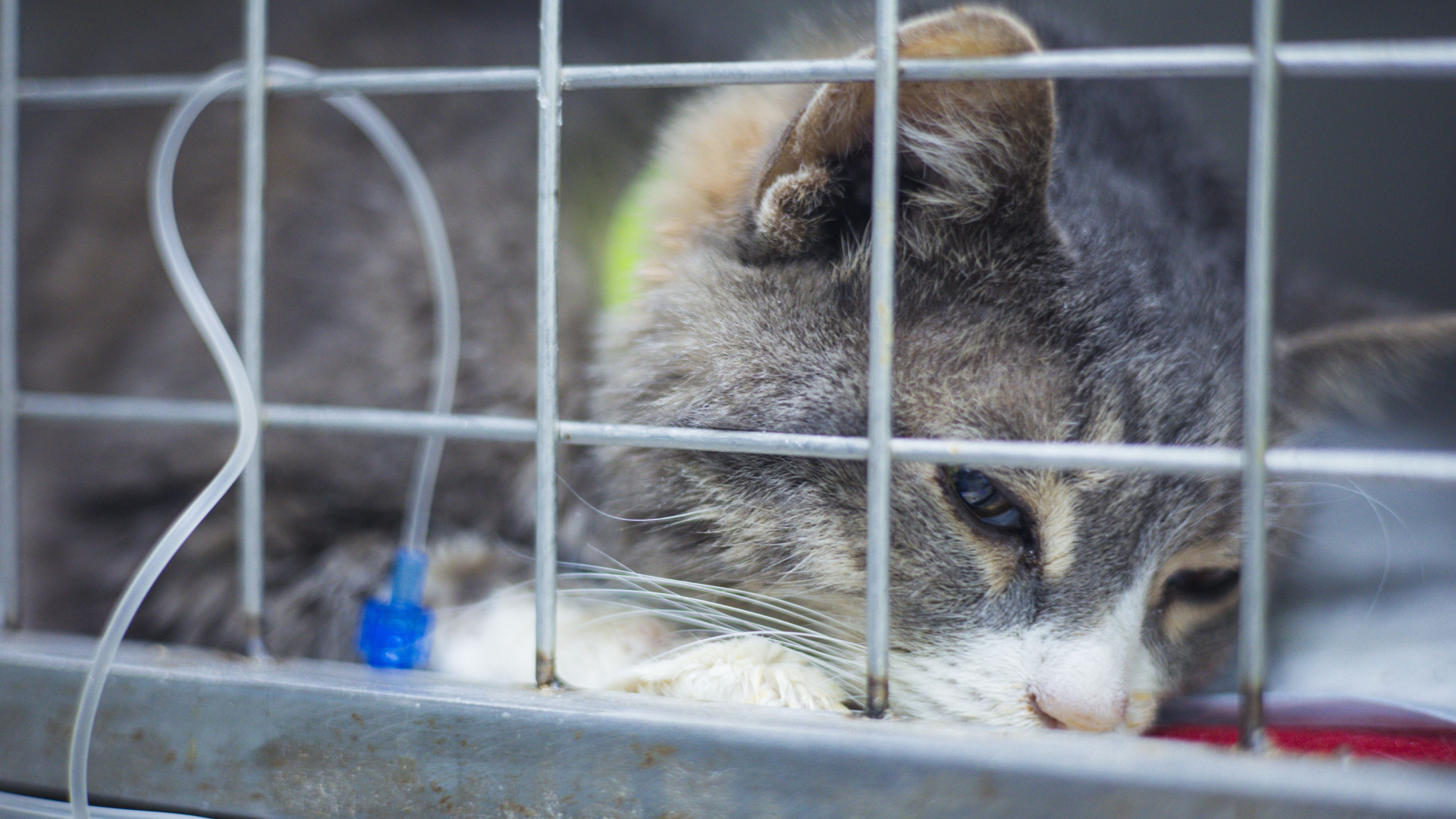 These 10 Signs Will Tell You If Your Cat’s Life Is Deteriorating