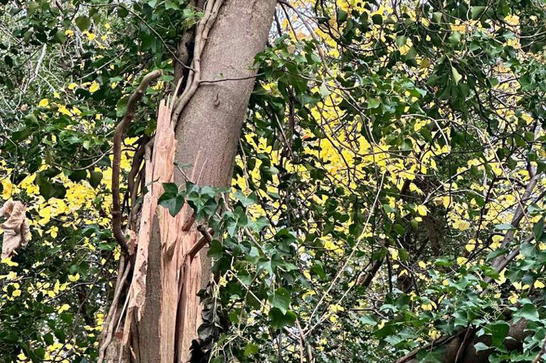 Special meeting planned over Bridge of Allan land mystery following ...