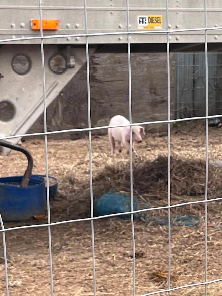 'We Are Devastated': Farm Owners Speak Out On Rush To Save Animals ...