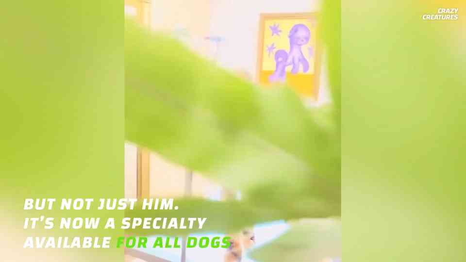 How a Creative Groomer Made a Dog Look Like a Giraffe