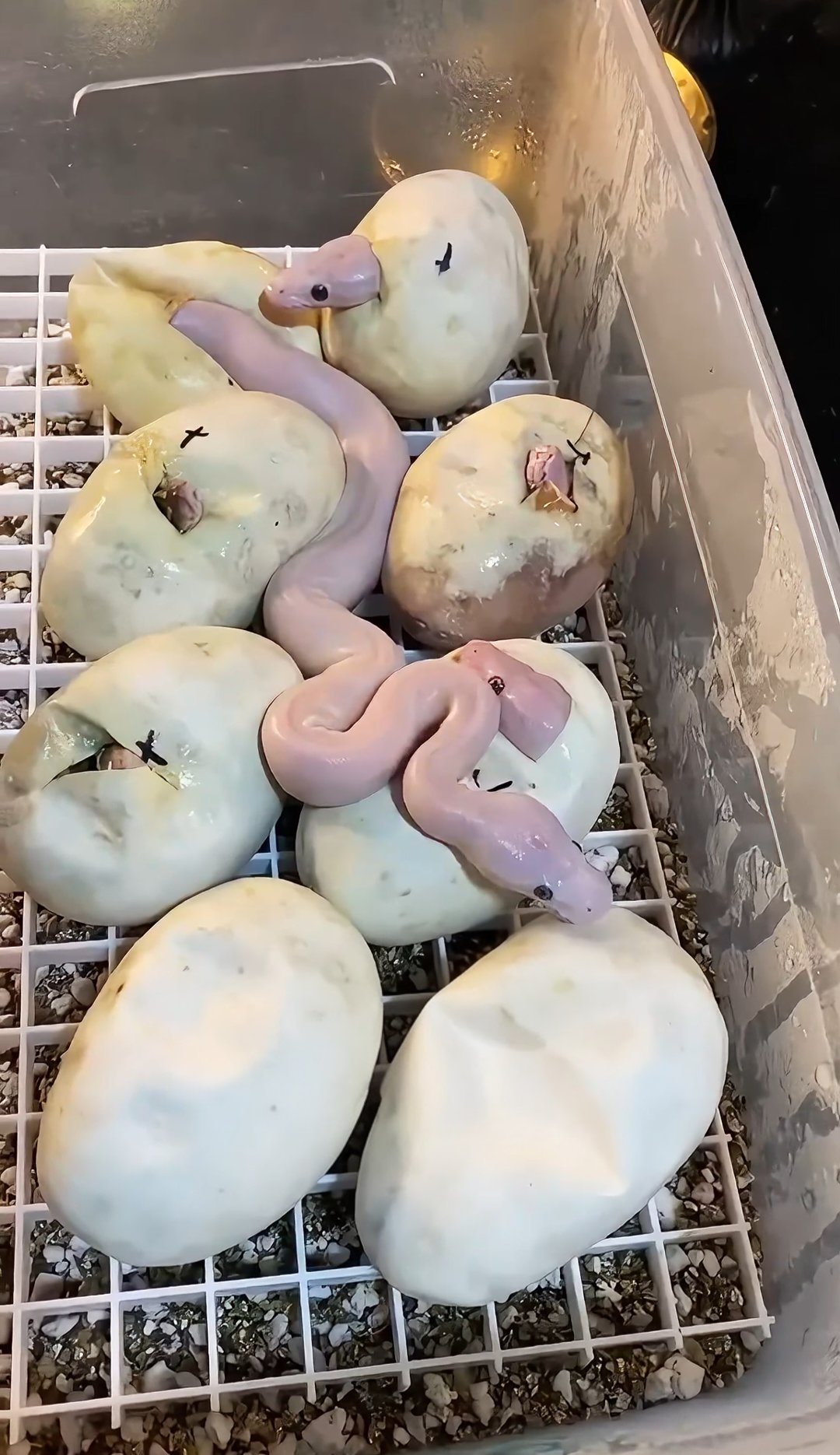 I hope you guys like Blue Eyed Lucys!