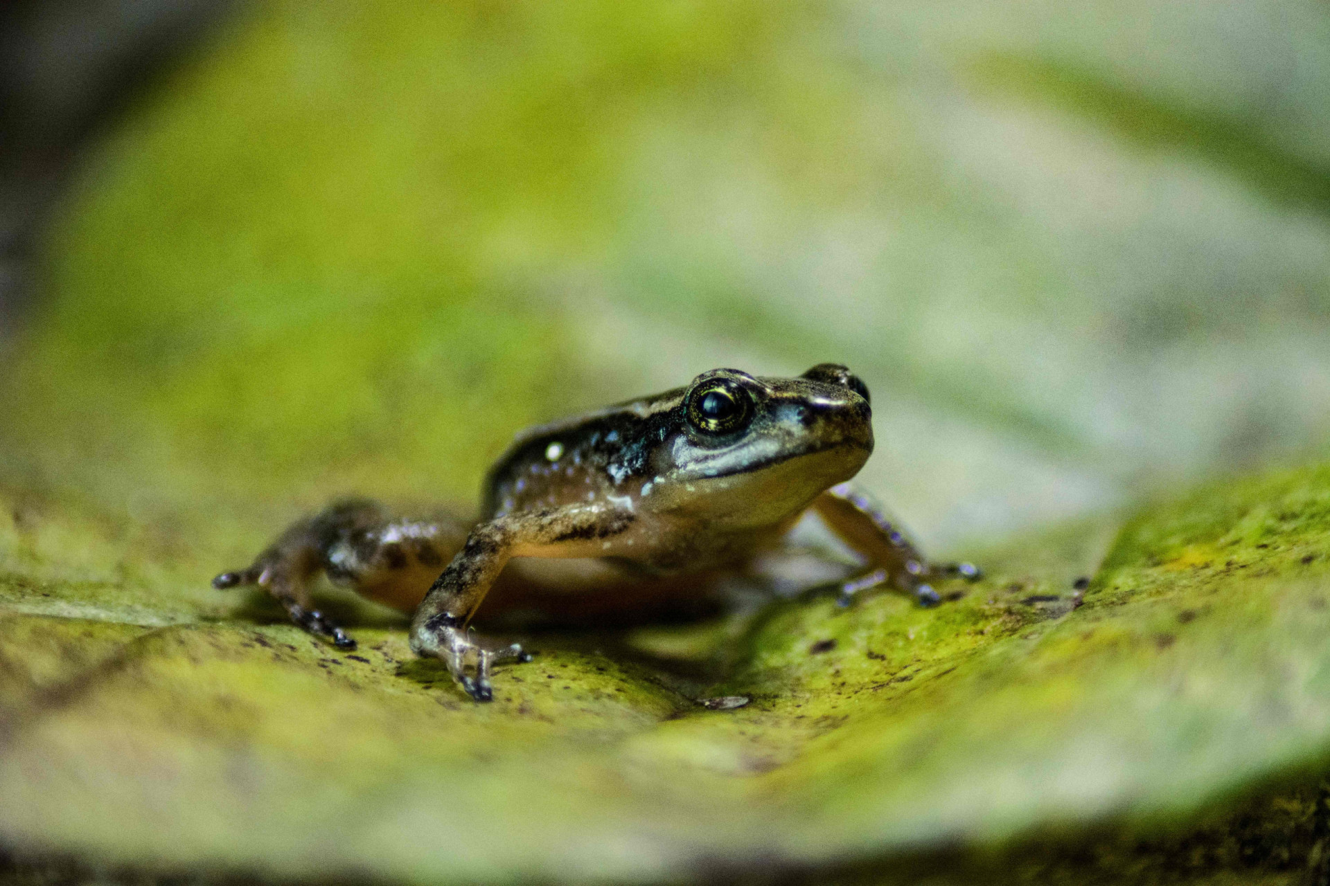 How animals contribute to the Earth's ecosystems