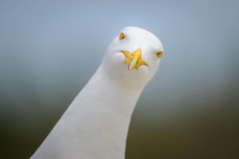 Yes, shouting at seagulls actually works, scientists confirm