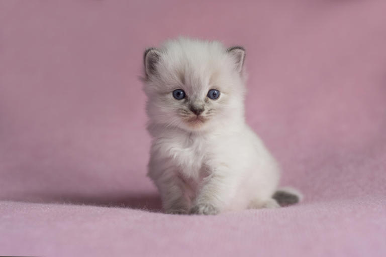 Ragdoll Kitten With Cutest Somersault Is Spitting Image of 'Sailor Moon ...