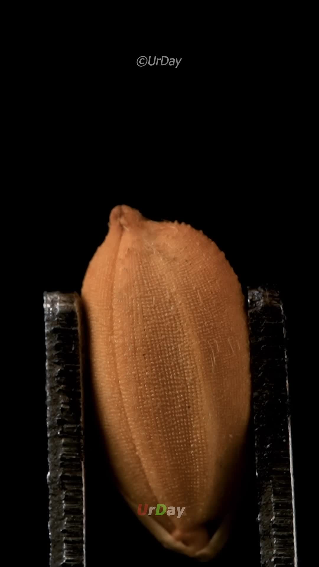 How to make popped rice #urday #macro #closeup #satisfying