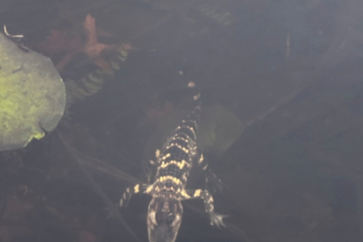 Small alligator rescued in Boston after slithering into the city's ...