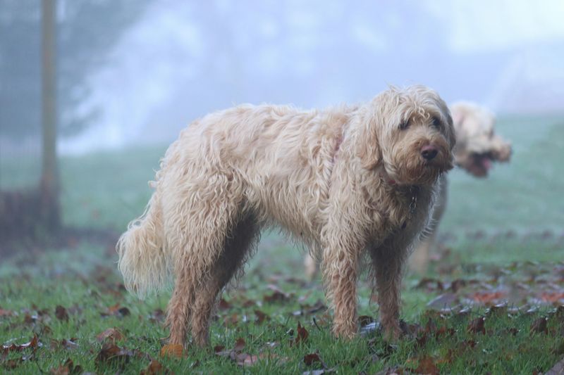 Say Goodbye To 10 Beloved Dog Breeds Before They Vanish Forever