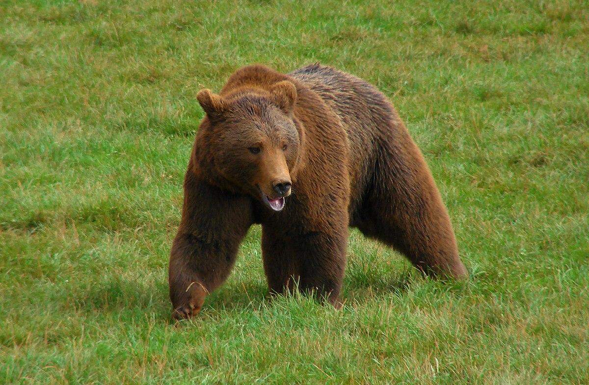 Viajeros en alerta: Los osos atacan en famoso destino turístico y EEUU ...