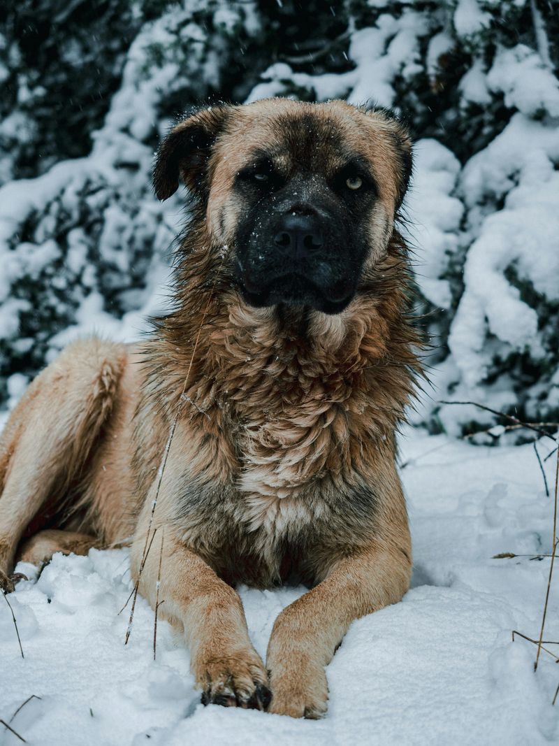 These 10 Dog Breeds Can Be More Dangerous Than Wild Wolves