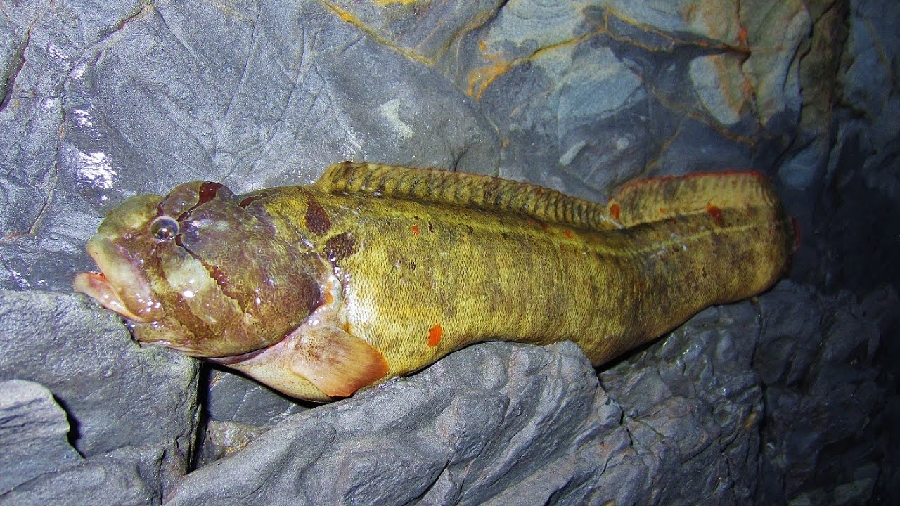 Poke poling for monkeyface prickleback eel. Catch and cook rockfish!