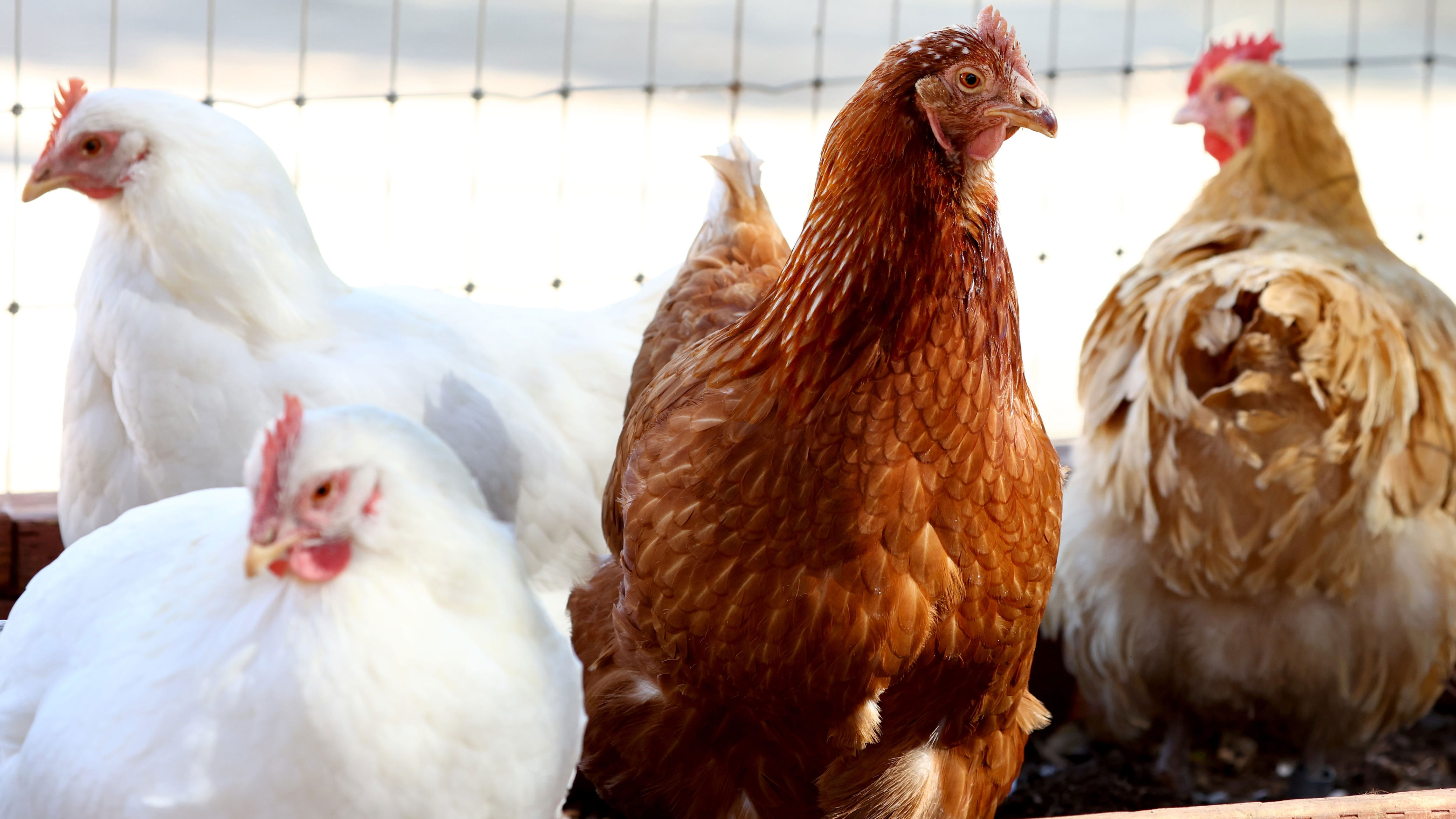 Bird flu confirmed in domestic flocks in 3 WA counties