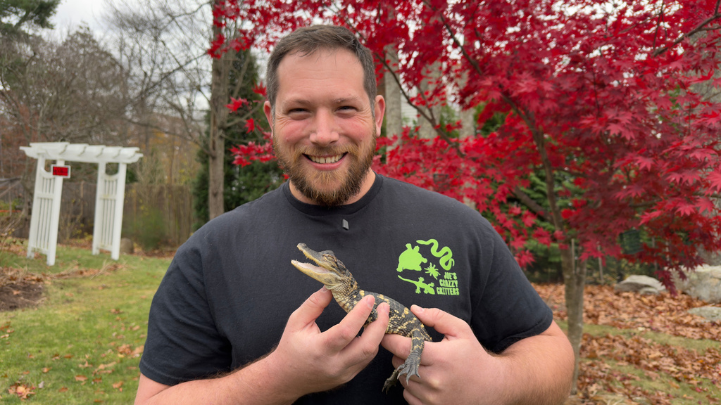 Small alligator rescued in Boston after slithering into the city's ...