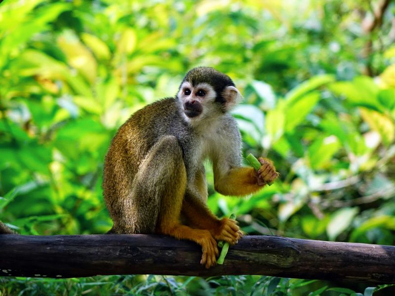 Ranking 9 Of The Deadliest Monkeys In The World, From Least Deadly To ...