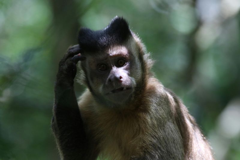 Ranking 9 Of The Deadliest Monkeys In The World, From Least Deadly To ...