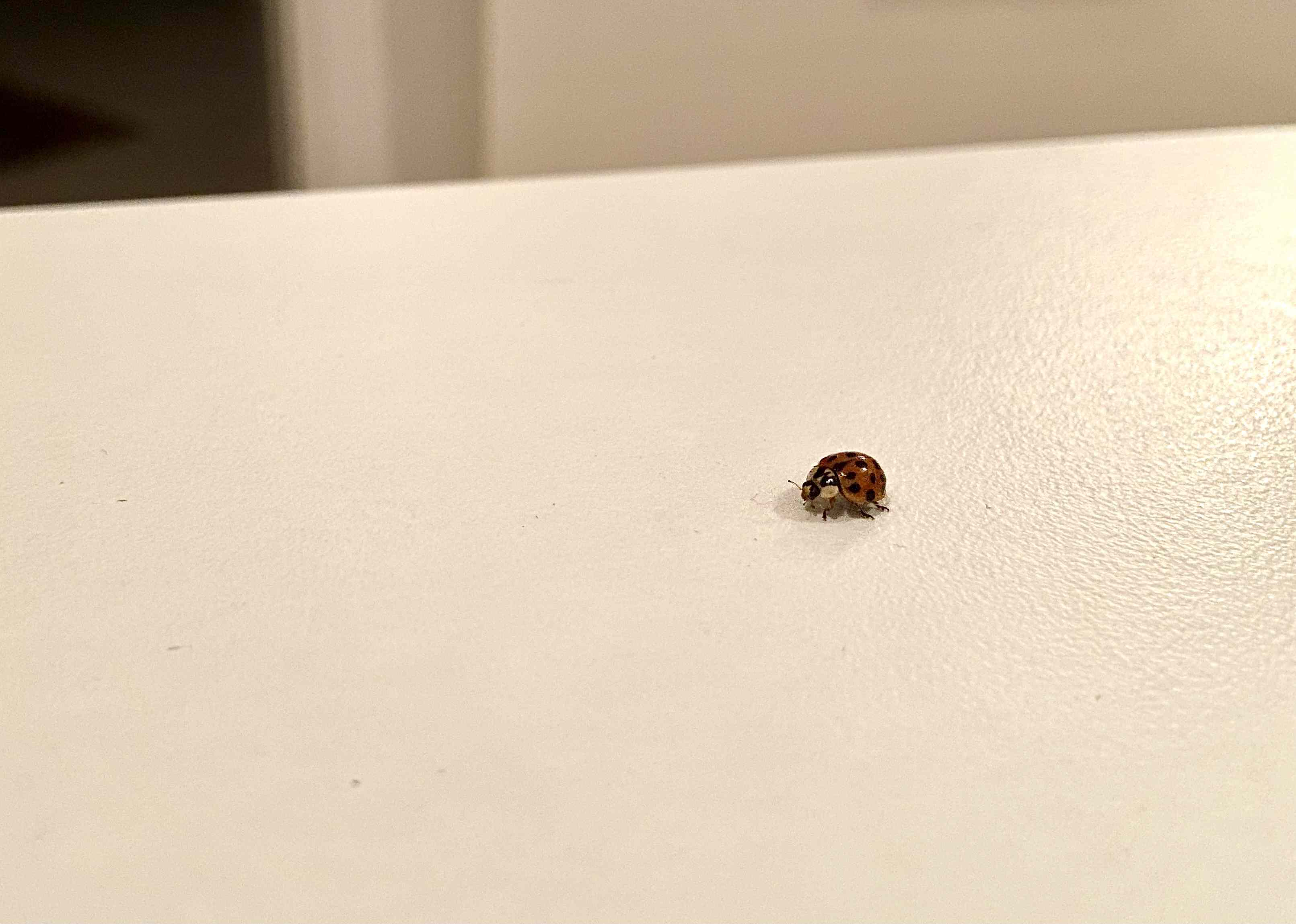 How To Keep Ladybugs And Asian Lady Beetles From Coming Inside This Fall