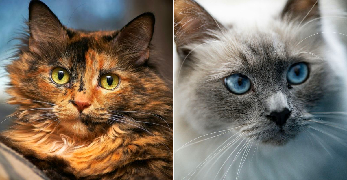 A Guide To Cat Coat Colors And Patterns