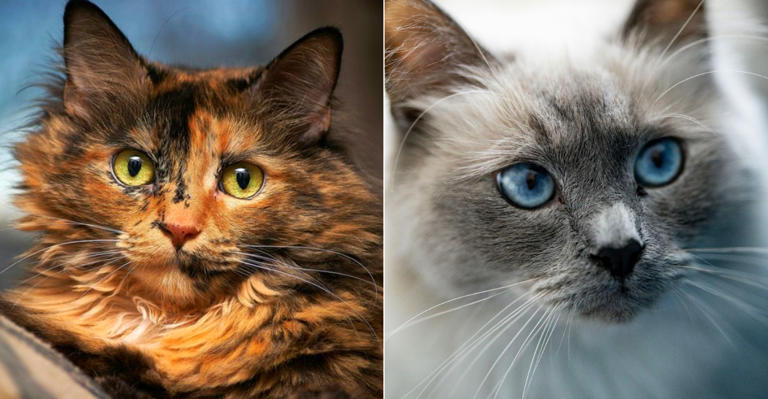 A Guide To Cat Coat Colors And Patterns